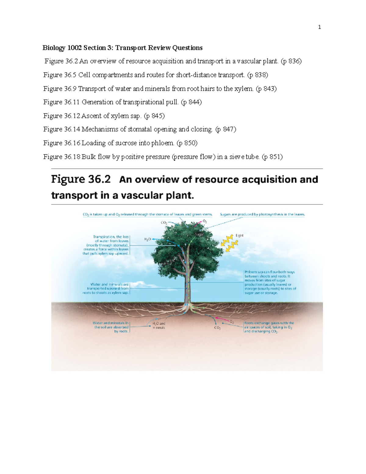 Bio 1002, sect. 3. Flowering Plants: Transport - Biology 1002 Section 3 ...