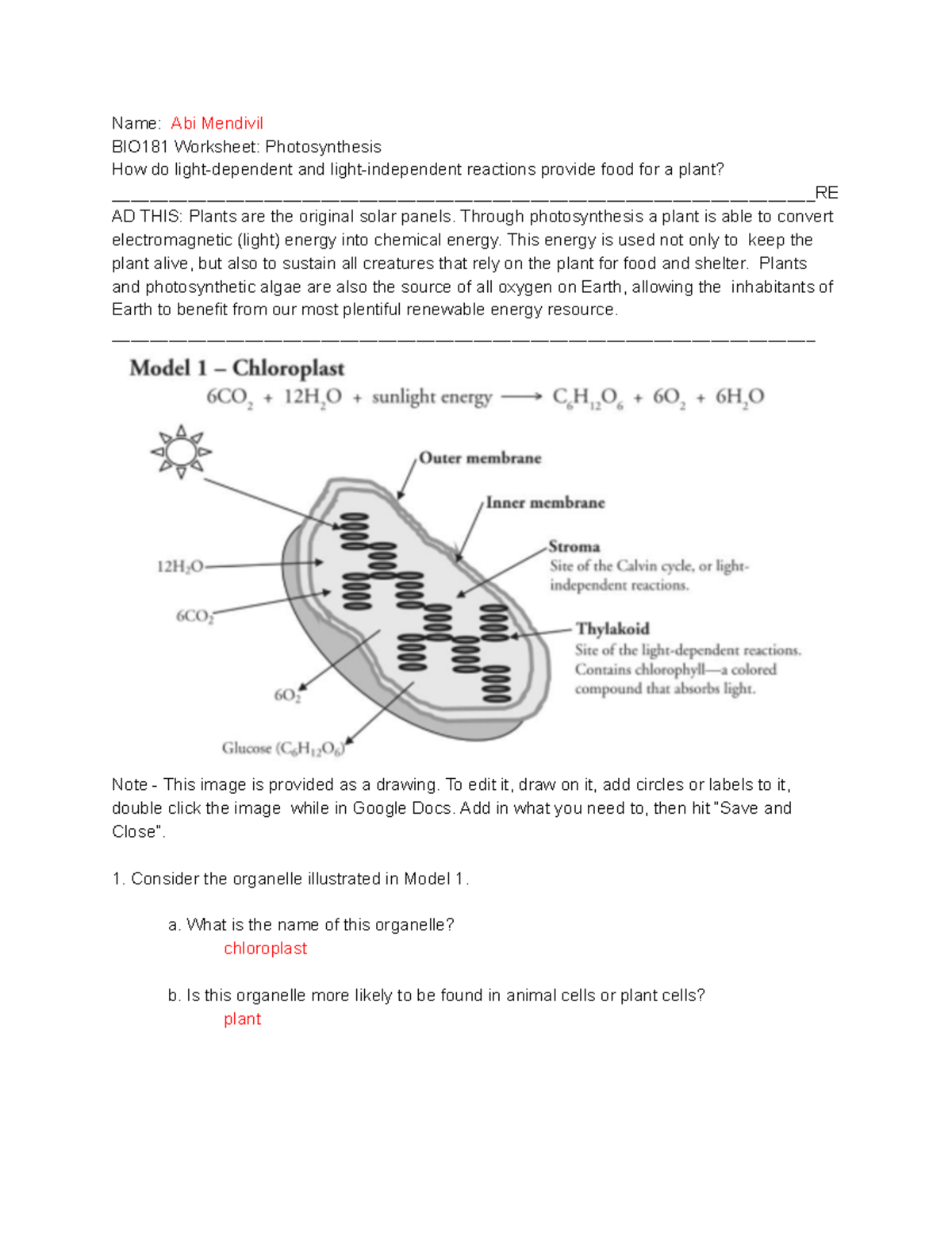 BIO181 Photosynthesis Worksheet - Name: Abi Mendivil BIO181 Worksheet ...