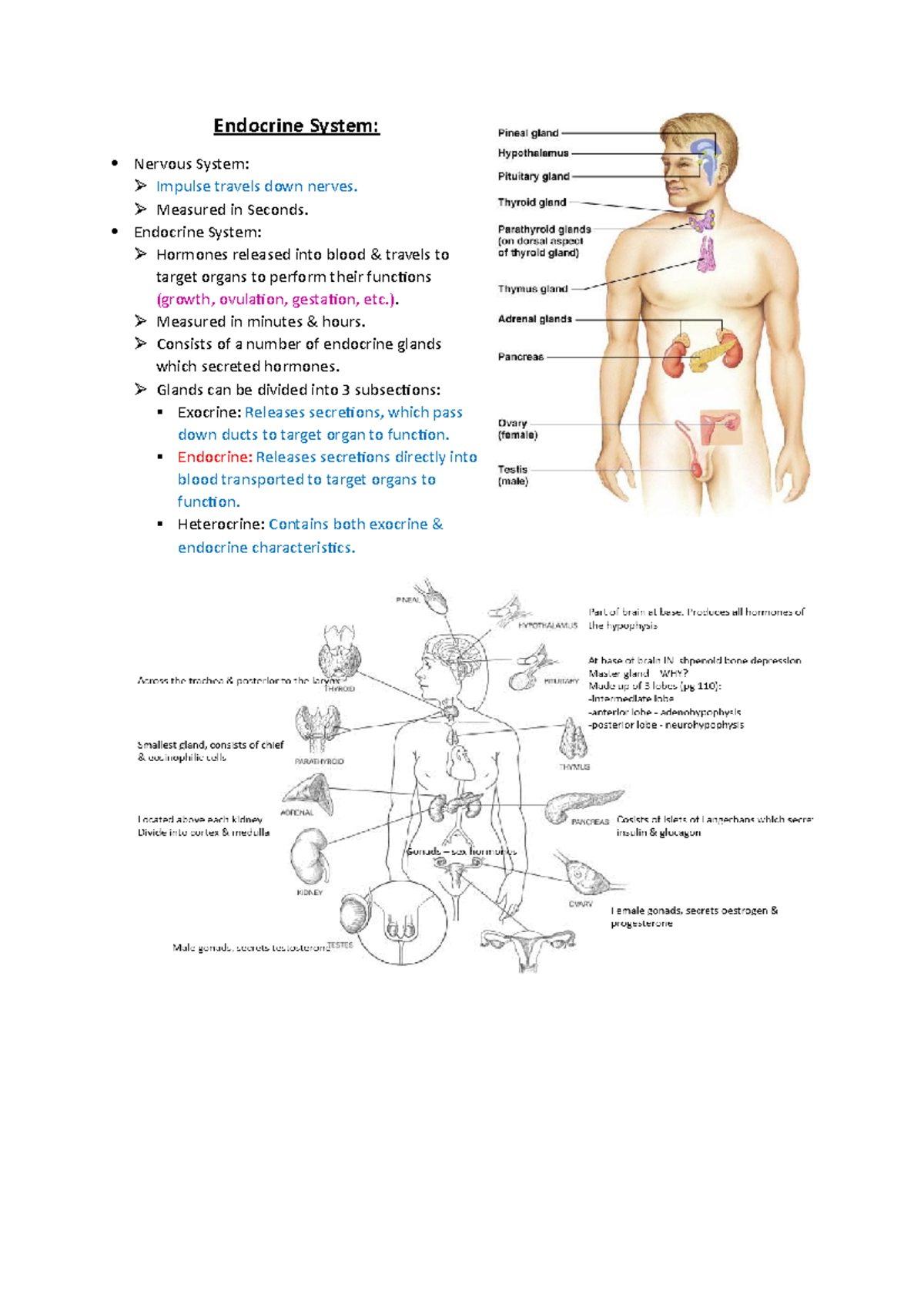 6. Endocrine System - Endocrine System: Nervous System: Impulse travels ...