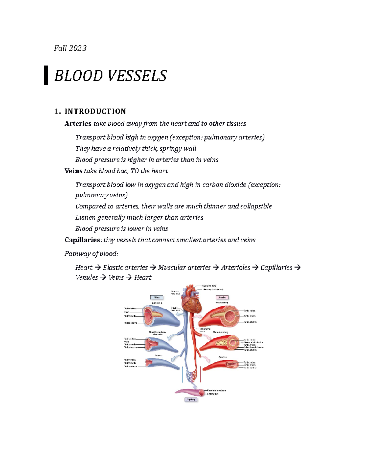 H-Blood Vessels student F2023 - Fall 2023 BLOOD VESSELS 1. INTRODUCTION ...