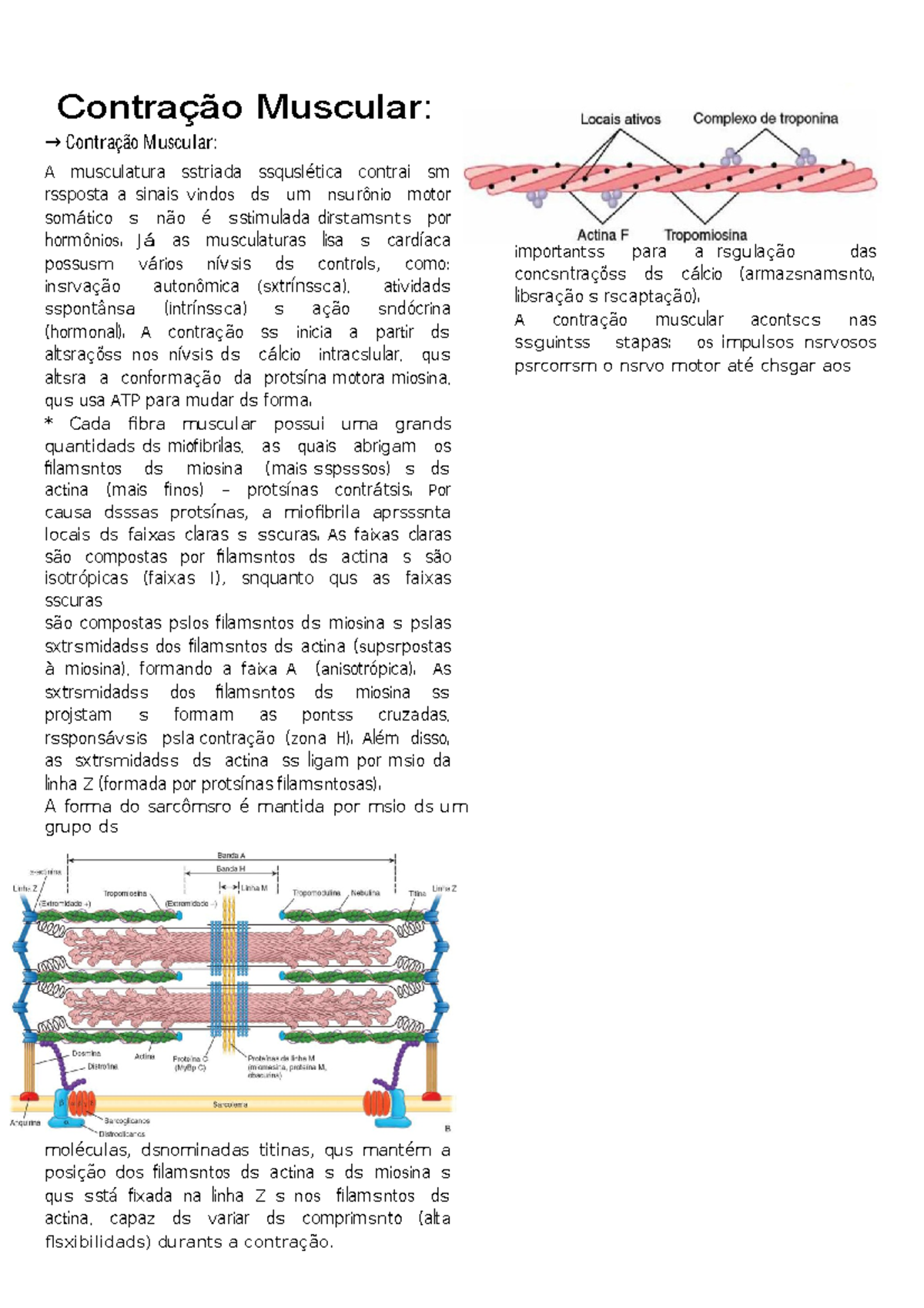 Contração Muscular - Contração Muscular: → Contração Muscular: A ...