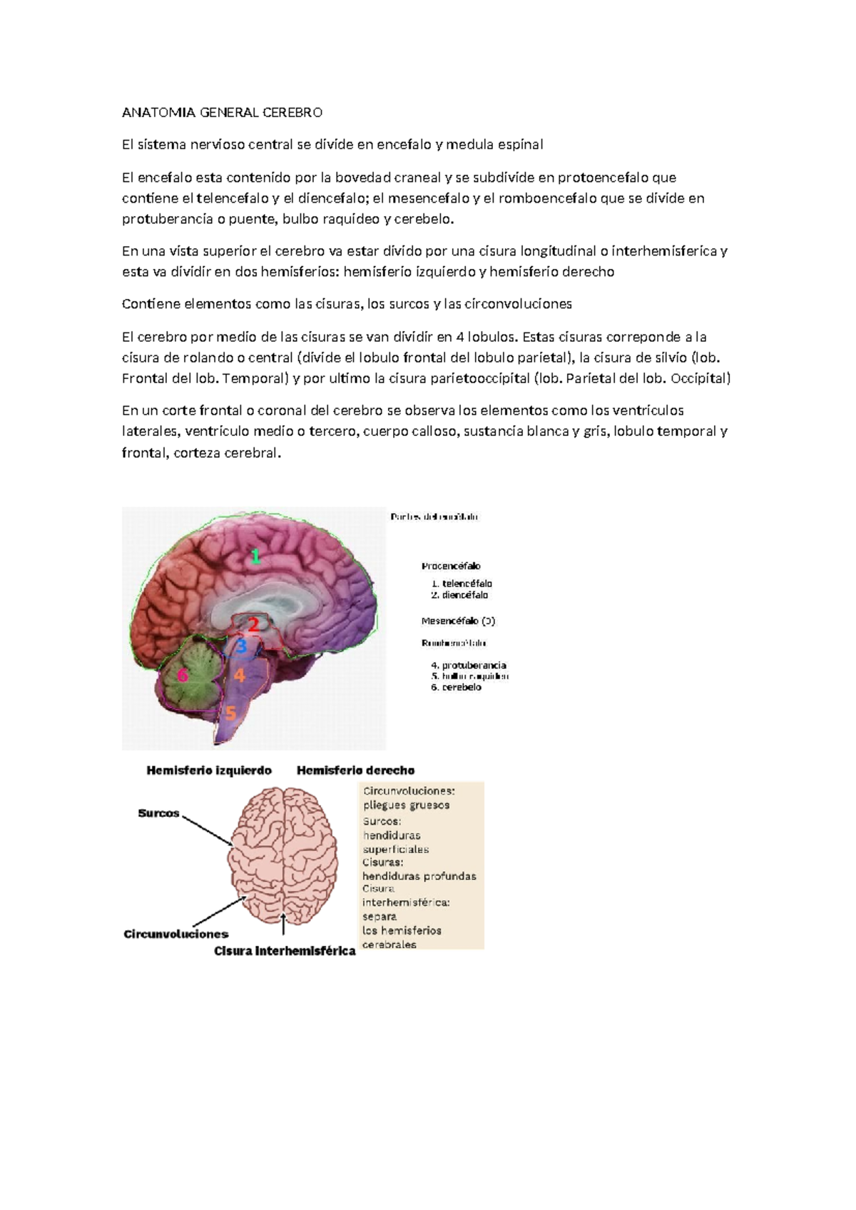 Anatomia Basica SNC - Resumen Anatomía - ANATOMIA GENERAL CEREBRO El ...