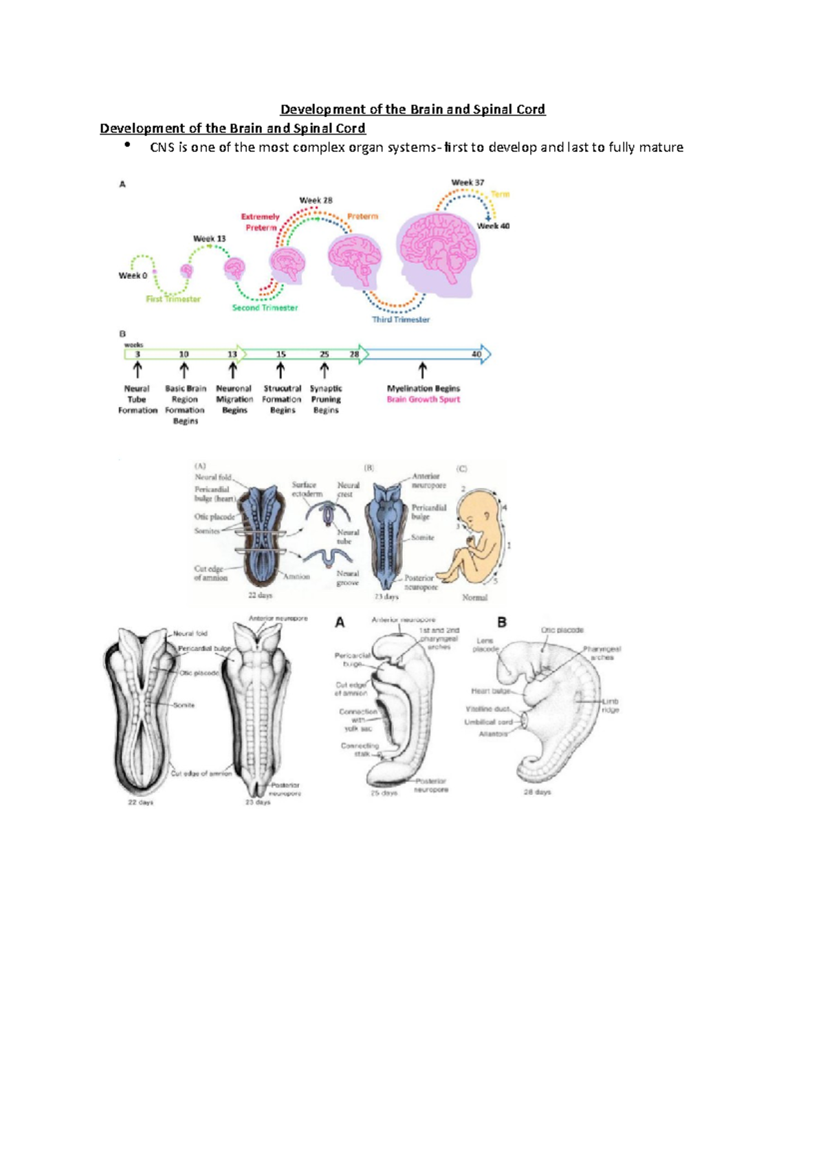 Development of the Brain and Spinal Cord - Development of the Brain and ...
