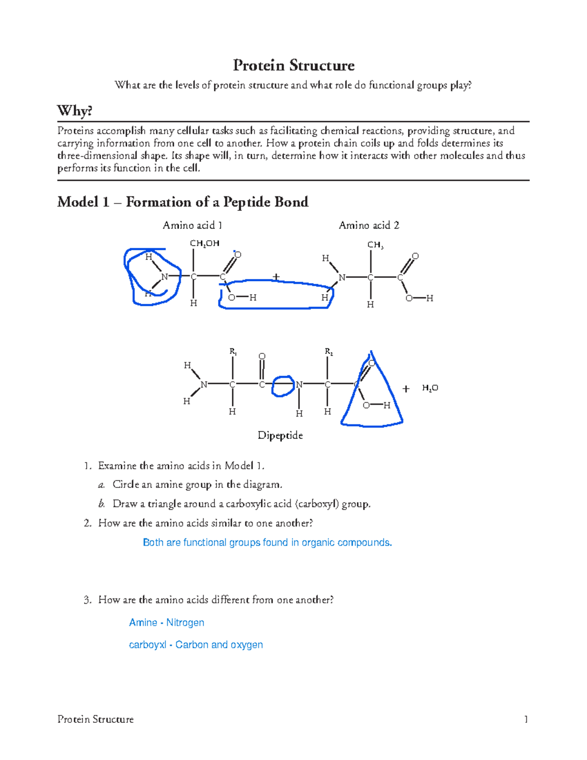 3 protein structure pogil - Protein Structure 1 Protein Structure What ...