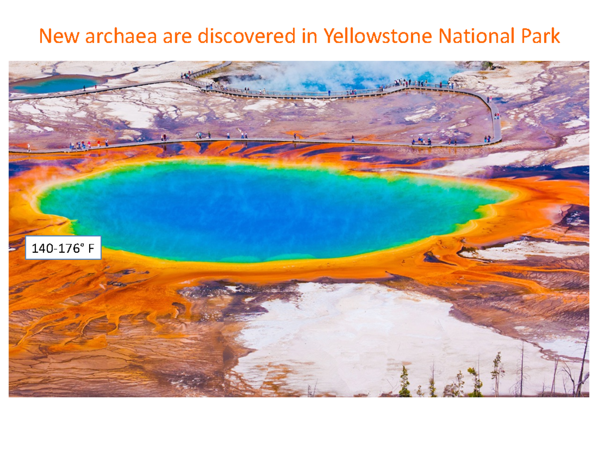 23F Lecture 9 Bacteria Archaea student - New archaea are discovered in ...