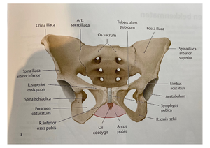 Werkboekvragen anatomie van het bewegingsapparaat romp deeltoets A ...