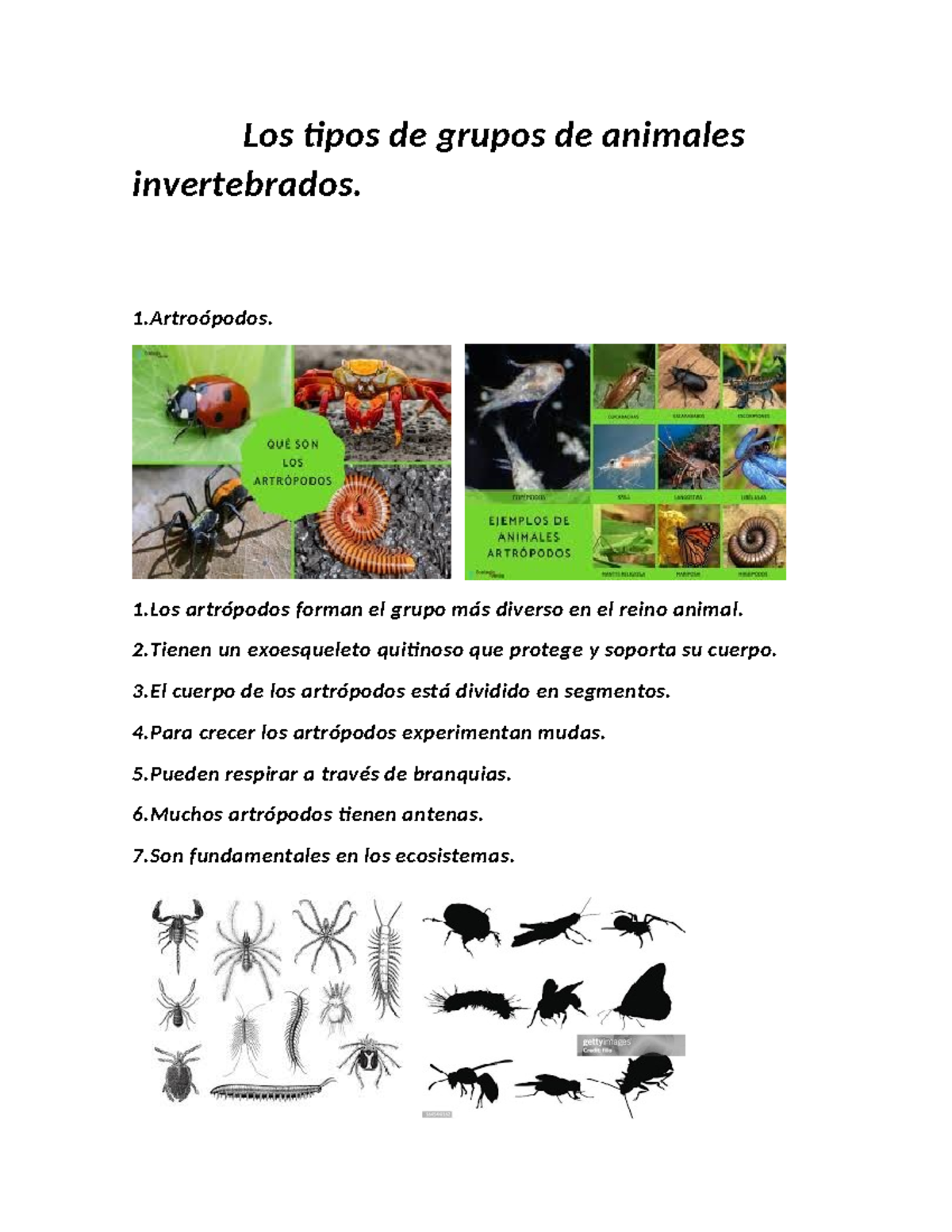 Los tipos de grupos de animales invertebrados - 1ópodos. 1 artrópodos ...
