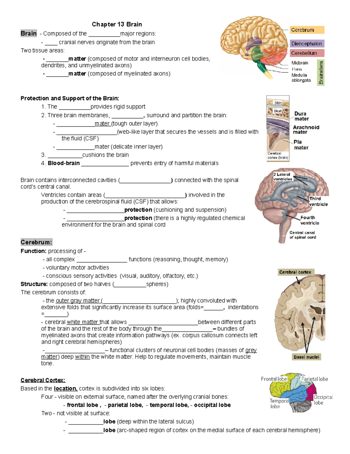 Chapter 13 Brain - Chapter 13 Brain Brain - Composed of the __________major regions ...