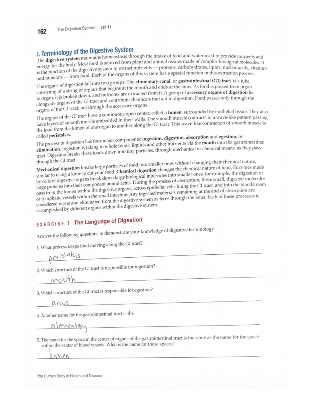 Lab #11 The Digestive System - The Digestive System Lab 11 162 1 ...