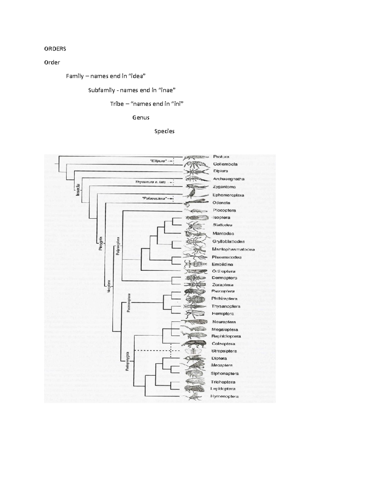 2 ENTM3160-Order Identification- Notes - ORDERS Order Family – names ...