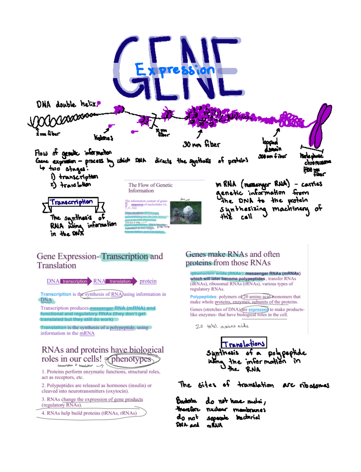 Biology chapter 17 - Good lecture notes with lots of information and ...