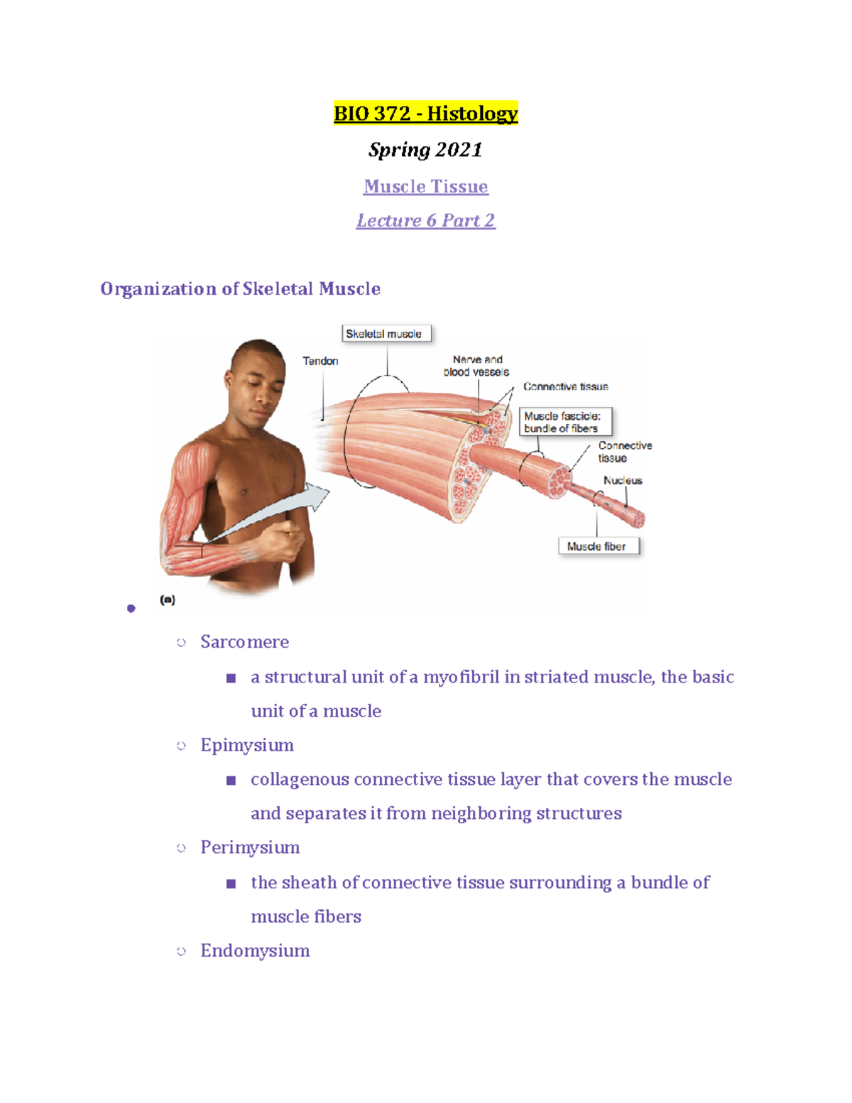 BIO 372 Lecture 6 Part 2 - Spring 2021 - BIO 372 - Histology Spring ...