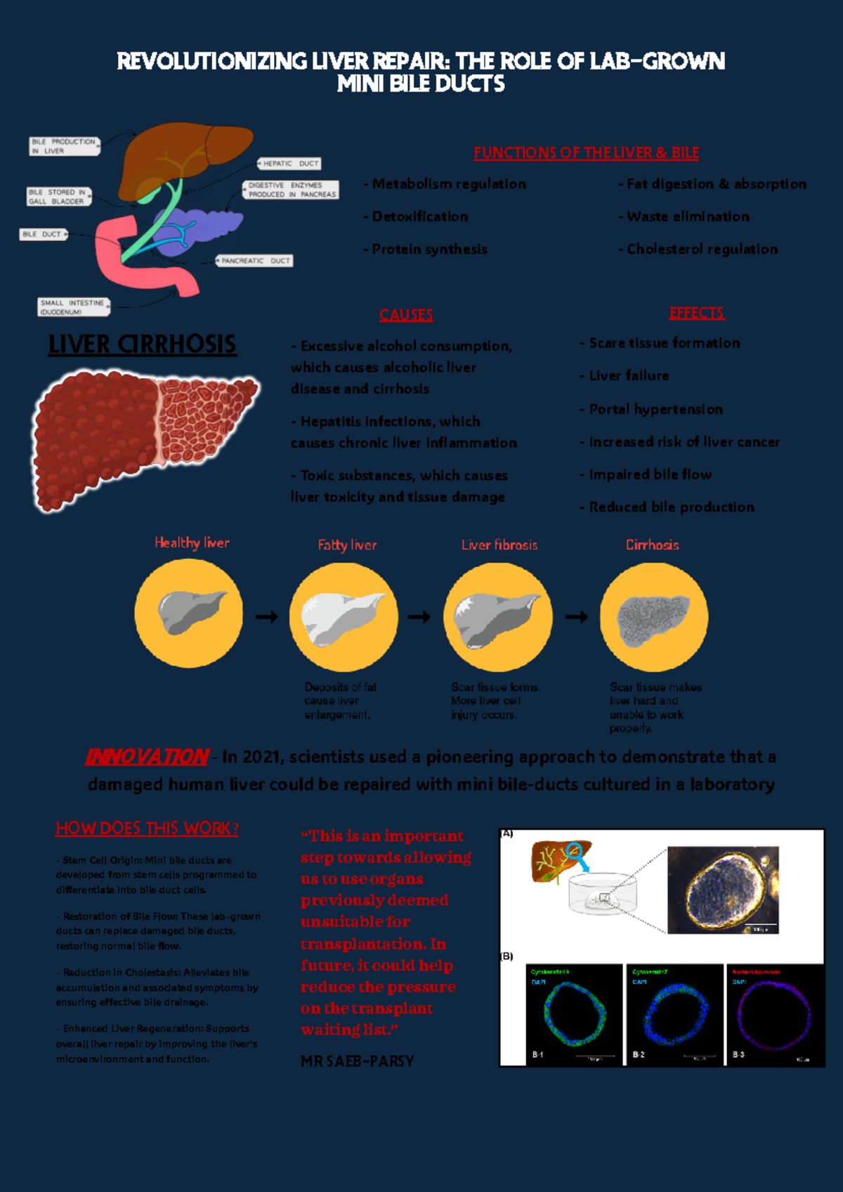 Biol1610 inforgraphic - Revolutionizing Liver Repair: The Role of Lab ...