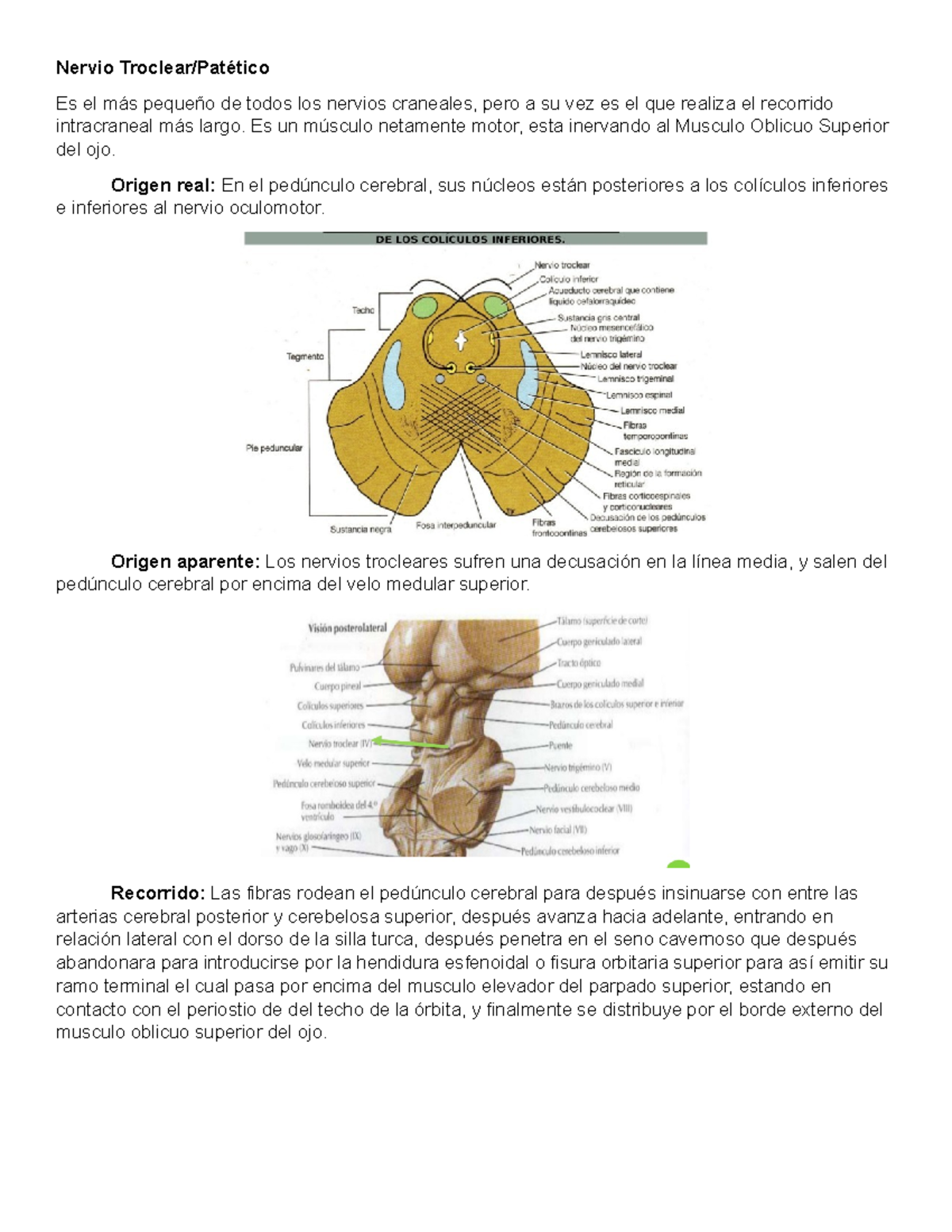 Nervio troclear - Nervio Es el de todos los nervios craneales, pero a ...