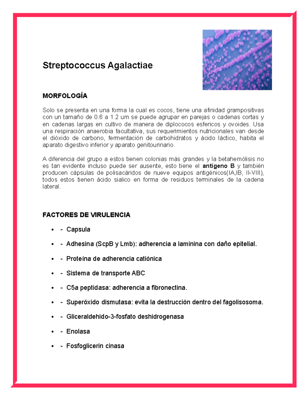 Streptococcus Agalactiae - Streptococcus Agalactiae MORFOLOGÍA Solo se ...