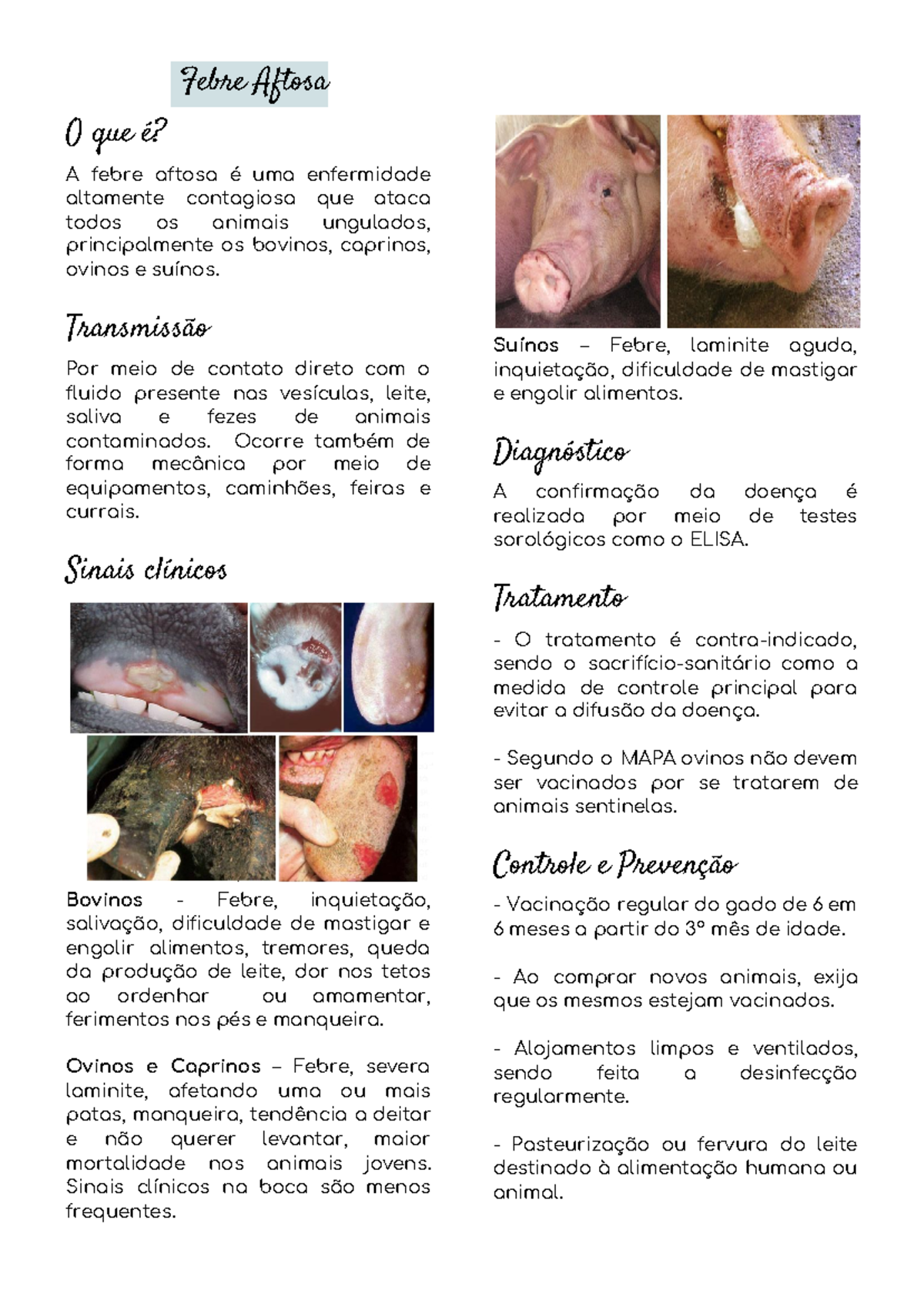 Febre Aftosa - Resumo Doenças Infecto Parasitárias - Febre Aftosa O que ...