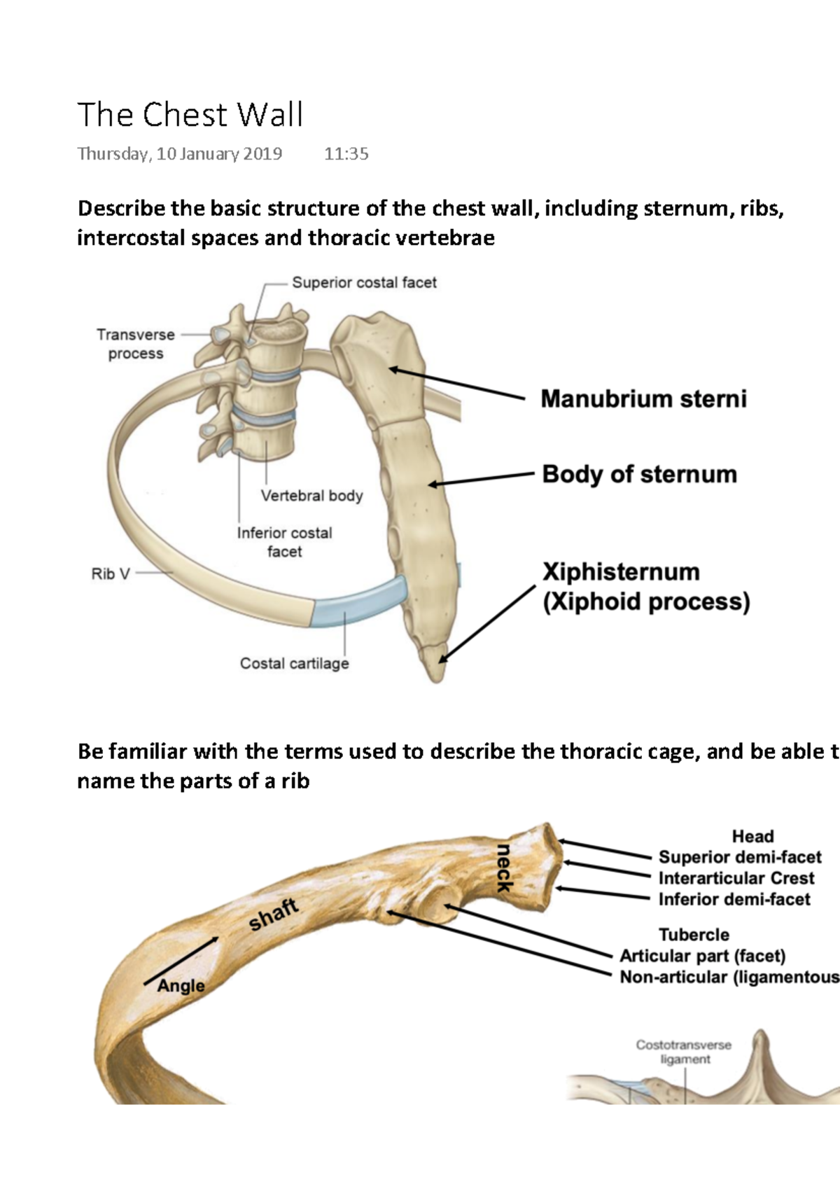 The Chest Wall - Describe the basic structure of the chest wall ...