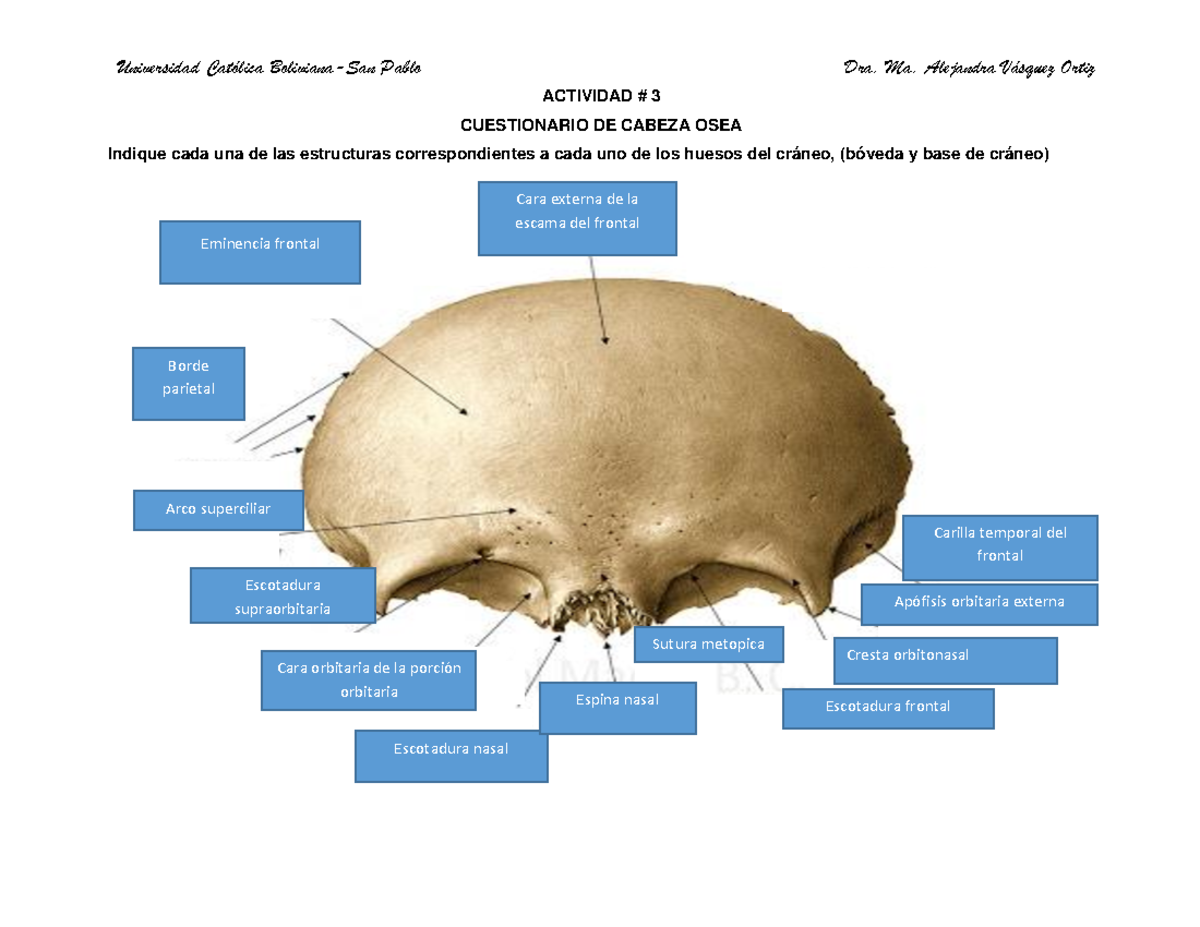 Anatomia huesos de la cabeza - ACTIVIDAD # 3 CUESTIONARIO DE CABEZA ...