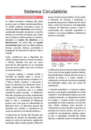 Introdução ao sistema circulatório - SISTEMA CIRCULATÓRIO Transporte e ...