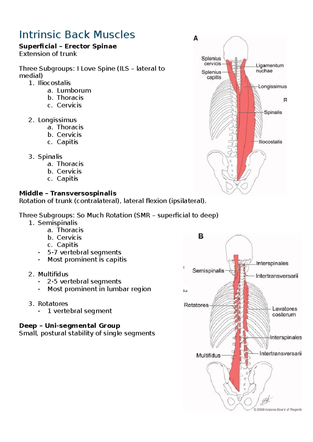 Intrinsic Back Muscles - Intrinsic Back Muscles Superficial – Erector ...