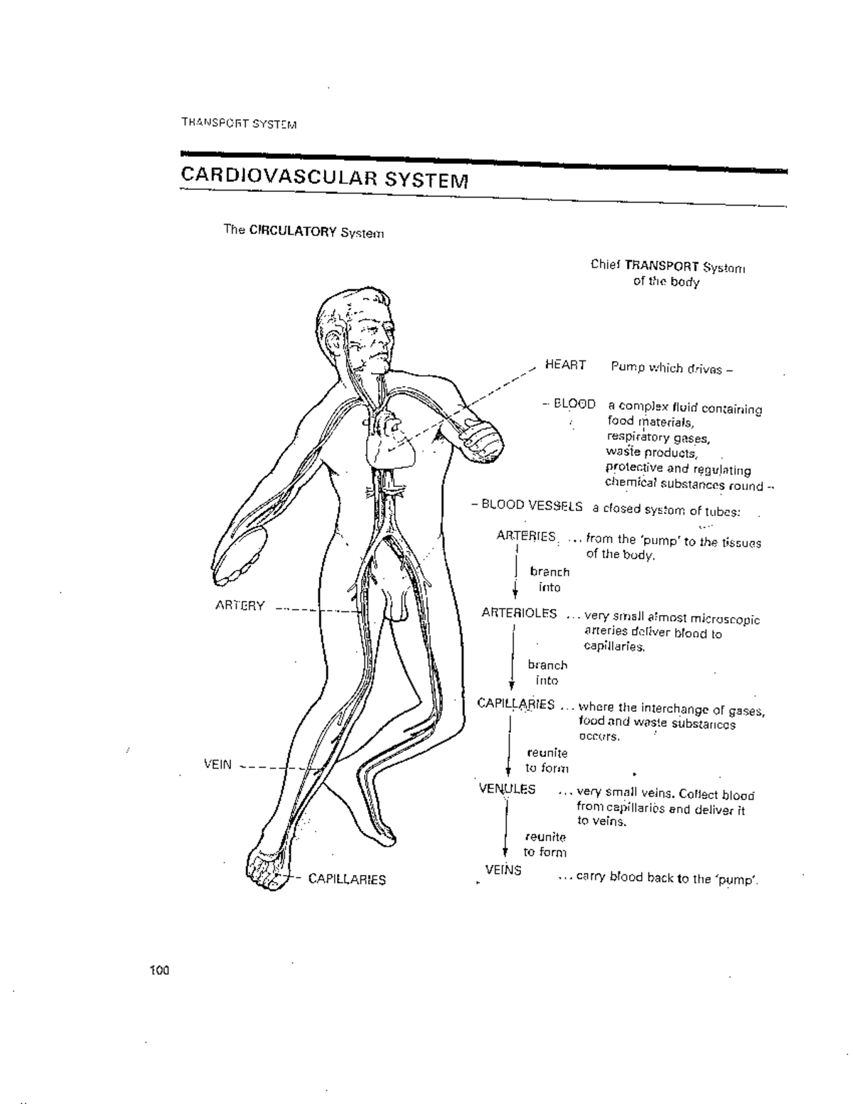 Cardio System Blood Vessels Handout - BIOL 2402 - Studocu