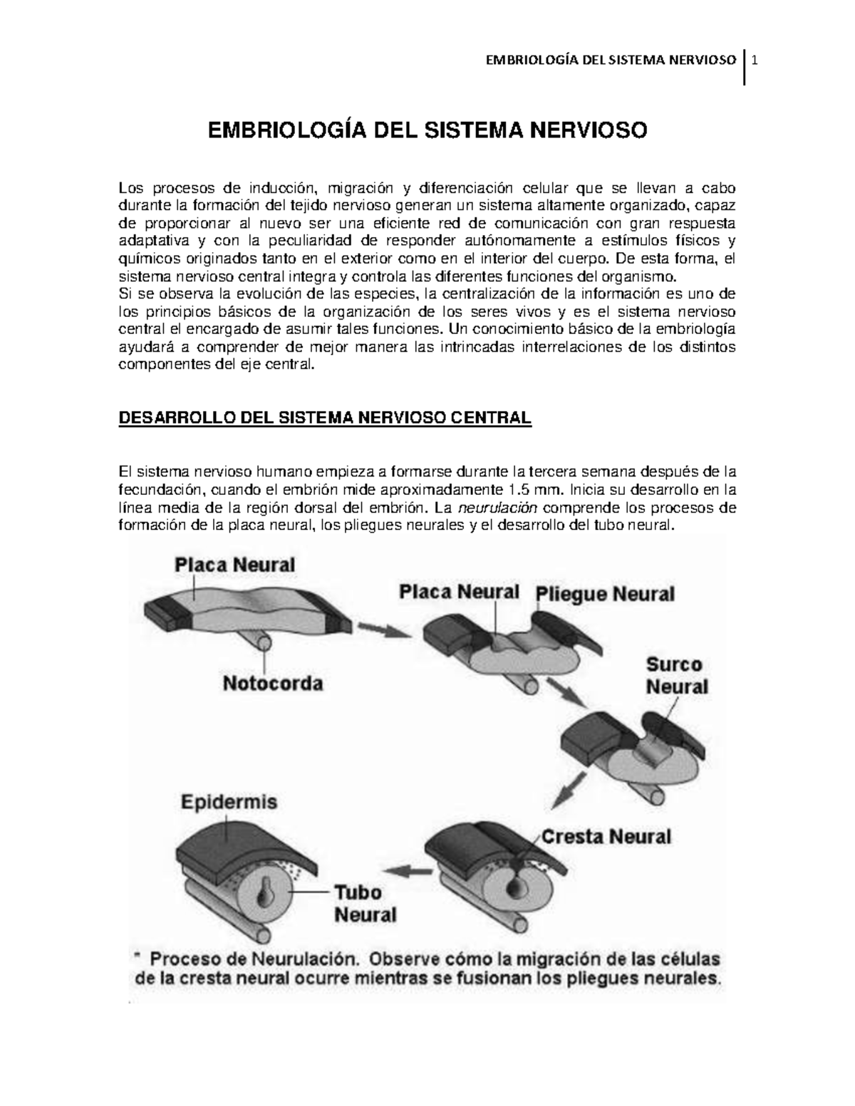 T1 Lectura Embriologia DEL Sistema Nervioso - EMBRIOLOGÍA DEL SISTEMA ...