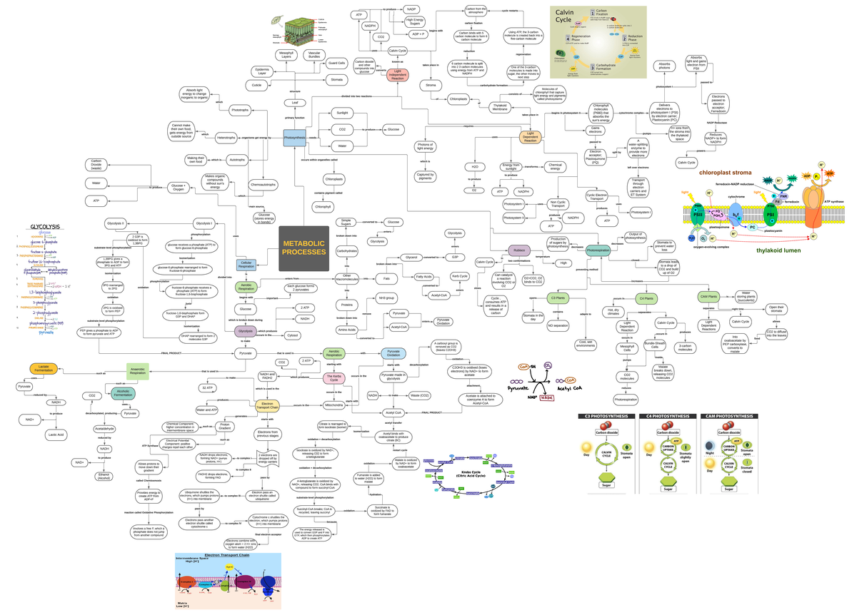 Metabolic Processes Concept Map - METABOLIC PROCESSES Cellular ...