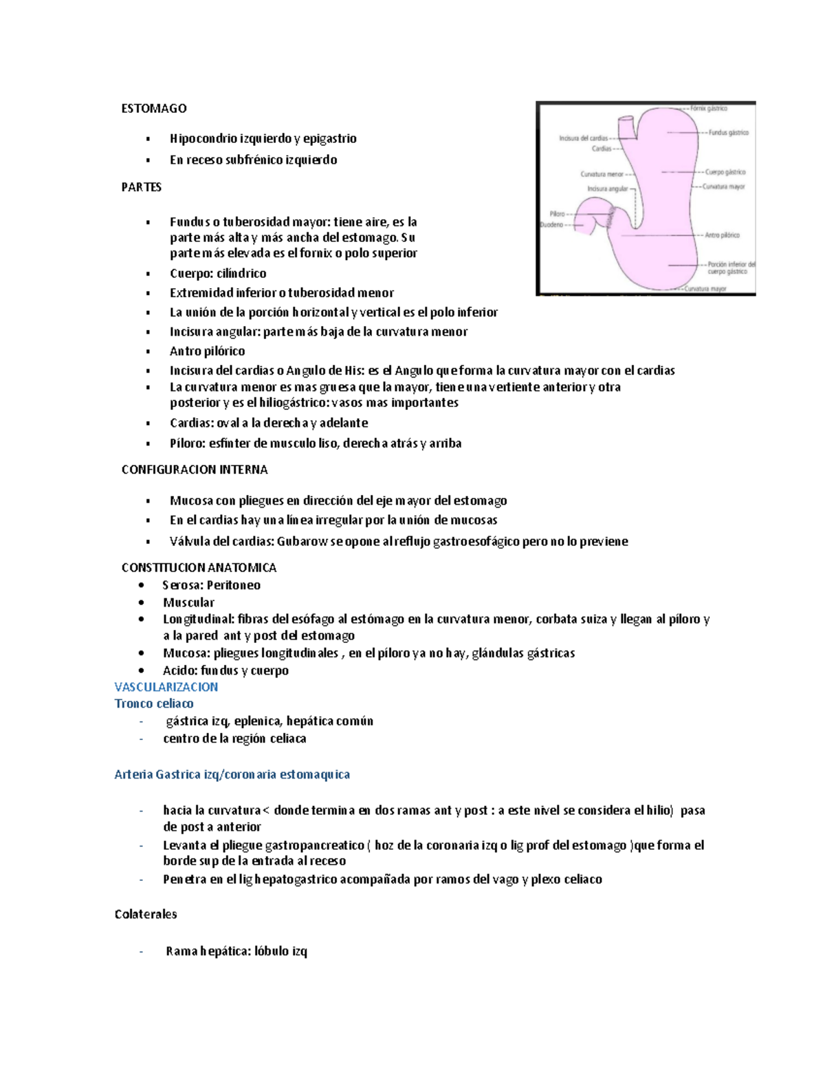 Estomago Resumen ANATOMIA - ESTOMAGO Hipocondrio izquierdo y epigastrio ...