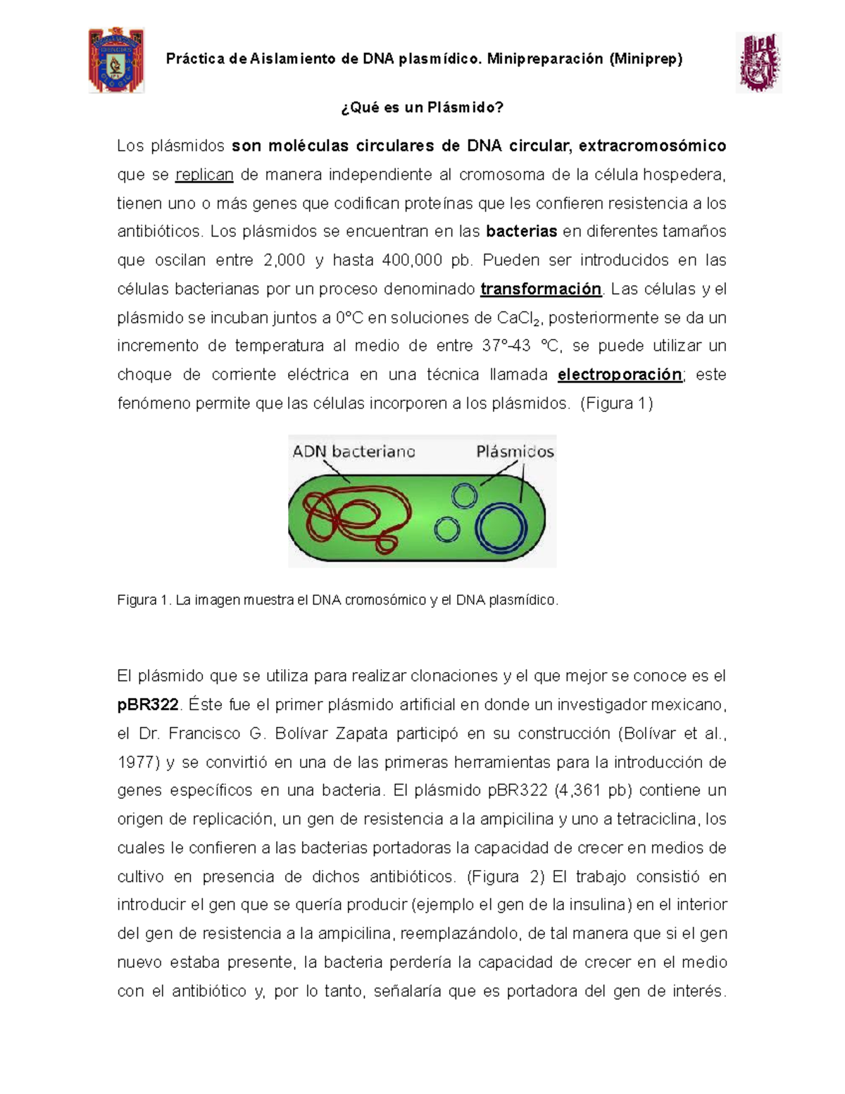 Plásmido ejercicio - ¿Qué es un Plásmido? Los plásmidos son moléculas ...