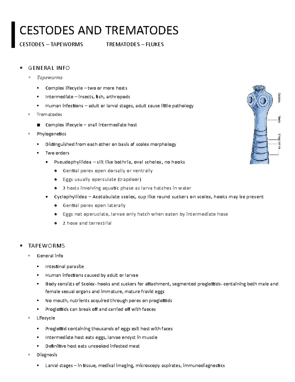 Cestodes and trematodes - CESTODES AND TREMATODES CESTODES – TAPEWORMS ...