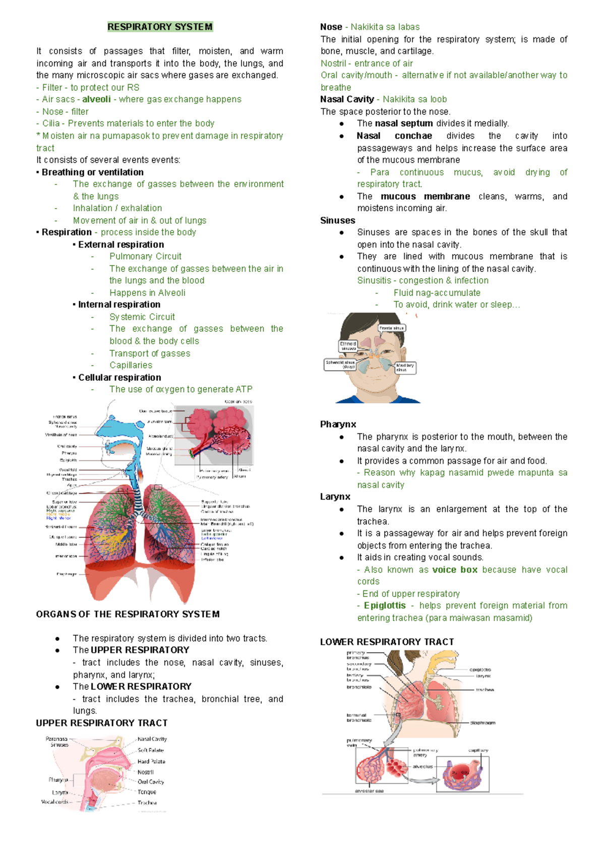 Anaphy-Finals-Reviewer - RESPIRATORY SYSTEM It consists of passages ...