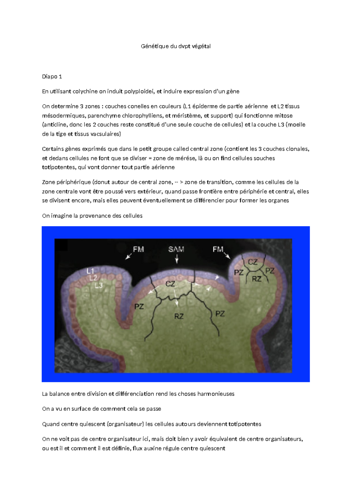 Génétique du dvpt végétal - Génétique du dvpt végétal Diapo 1 En ...