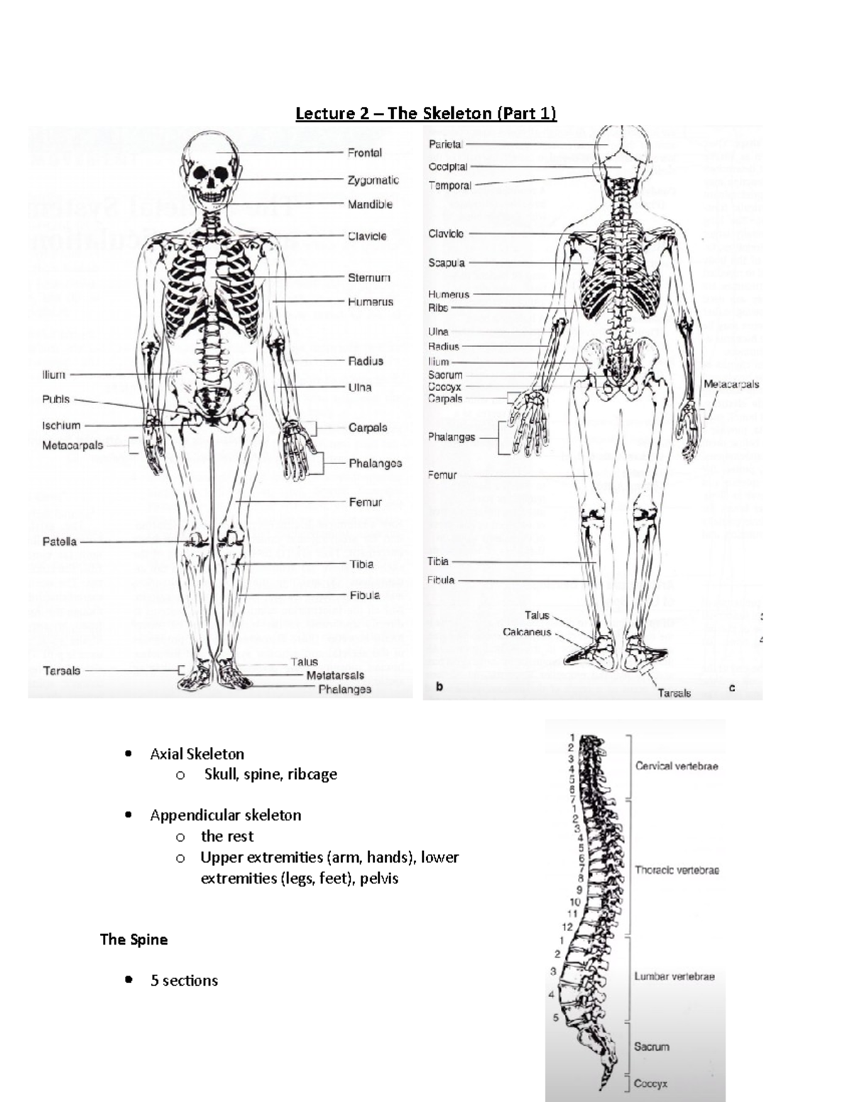 Lecture 3 - The Skeleton - Lecture 2 – The Skeleton (Part 1) Axial ...
