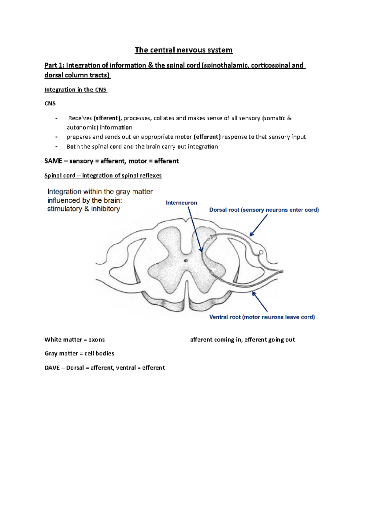 Week 3 The central nervous system - The central nervous system Part 1 ...