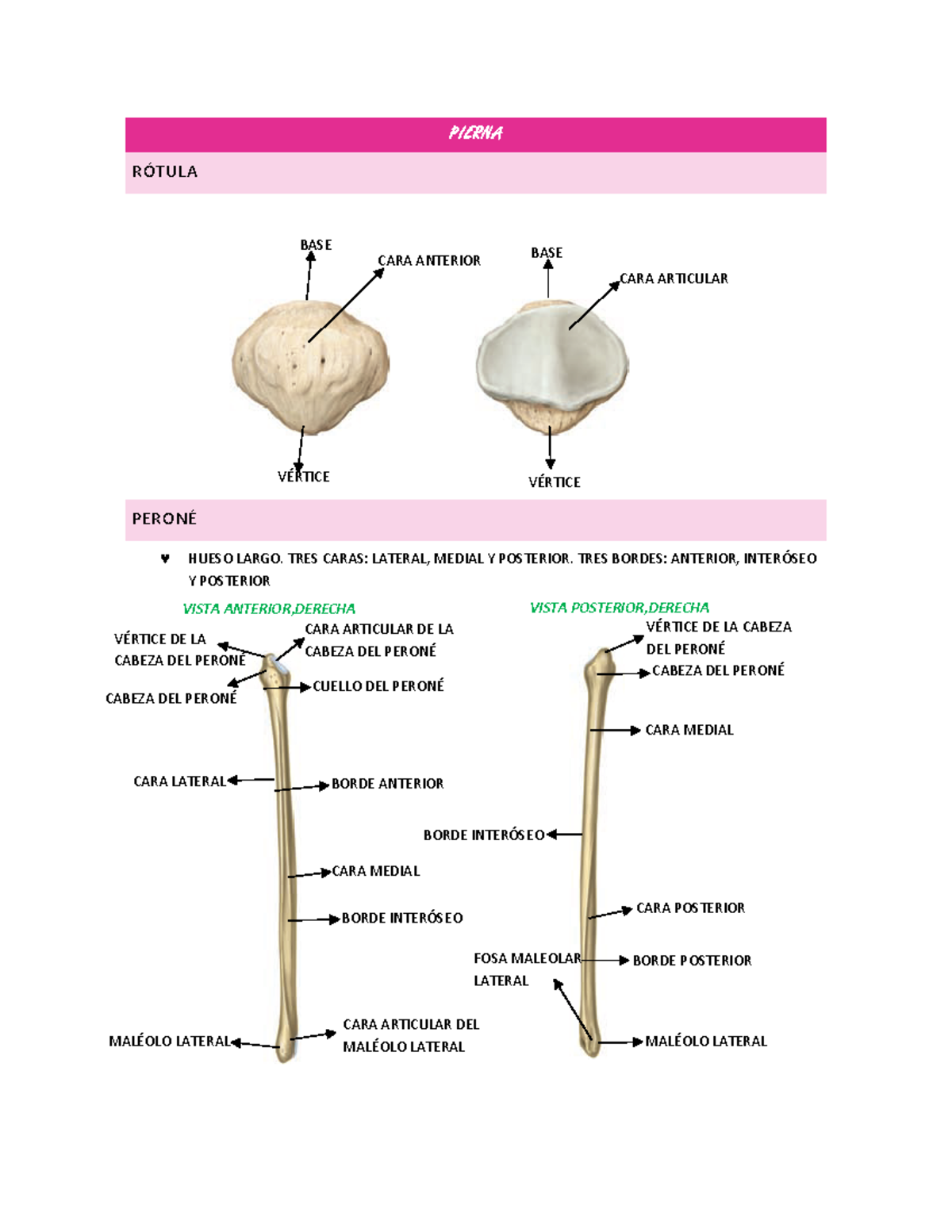 Apuntes de Clase Anatomia: Pierna-PIE - Anatomia Humana - UAI - Studocu