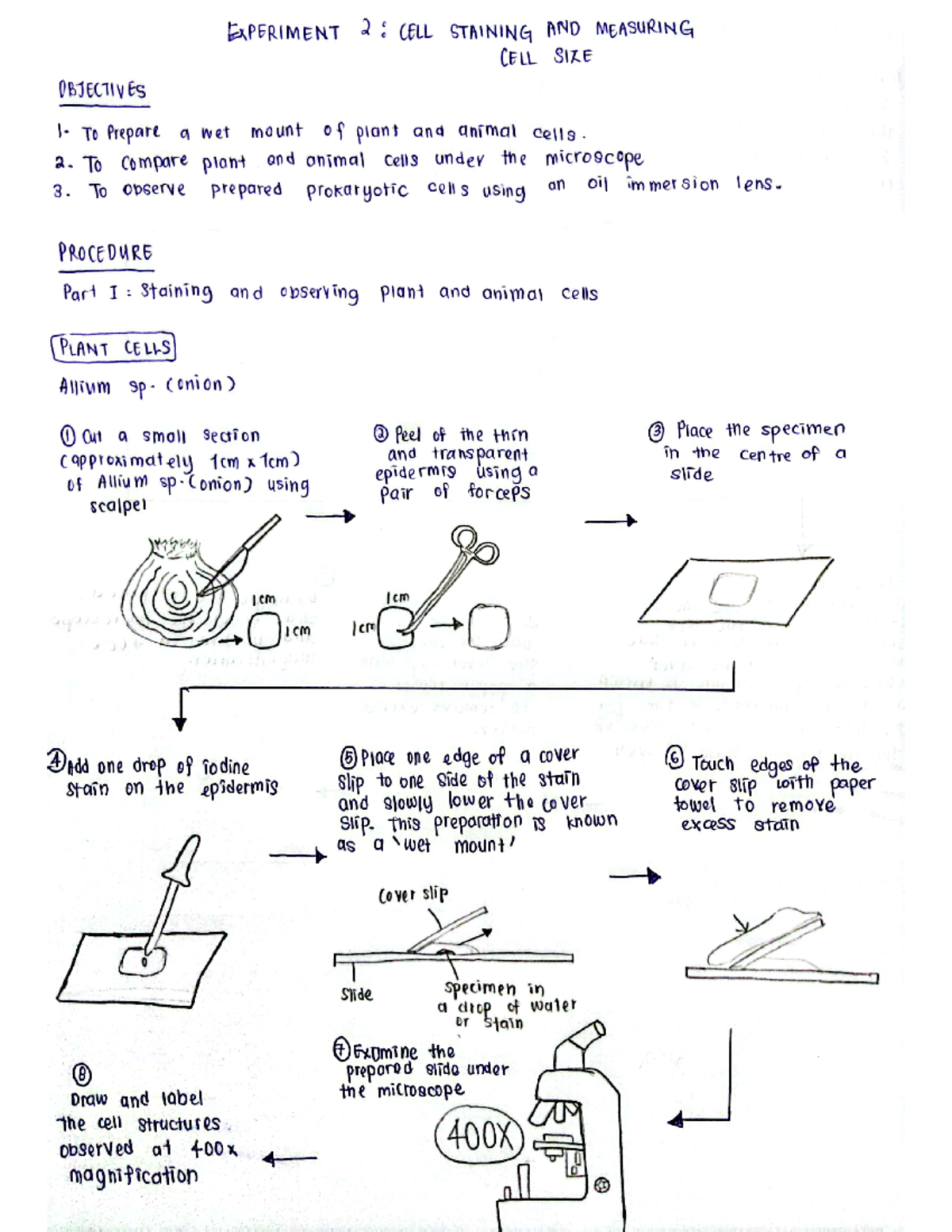 Jotter BIO II - EXPERIMENT 2: CELL STAINING AND MEASURING CELL SIZE OBJECTIVES 1. To Prepare a ...