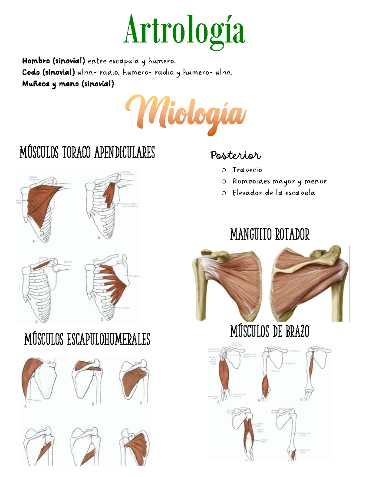 Anatomia 4 - apuntes - Artrología Hombro (sinovial) entre escapula y ...