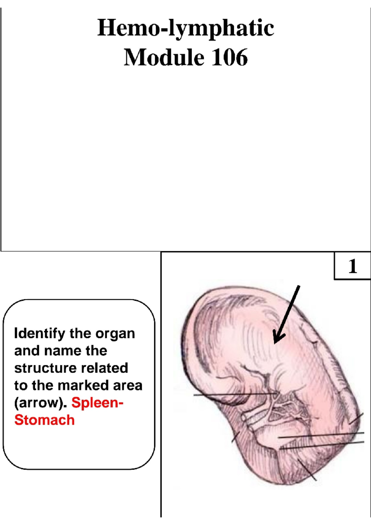 Anatomy practical 106 - anatomy - Studocu