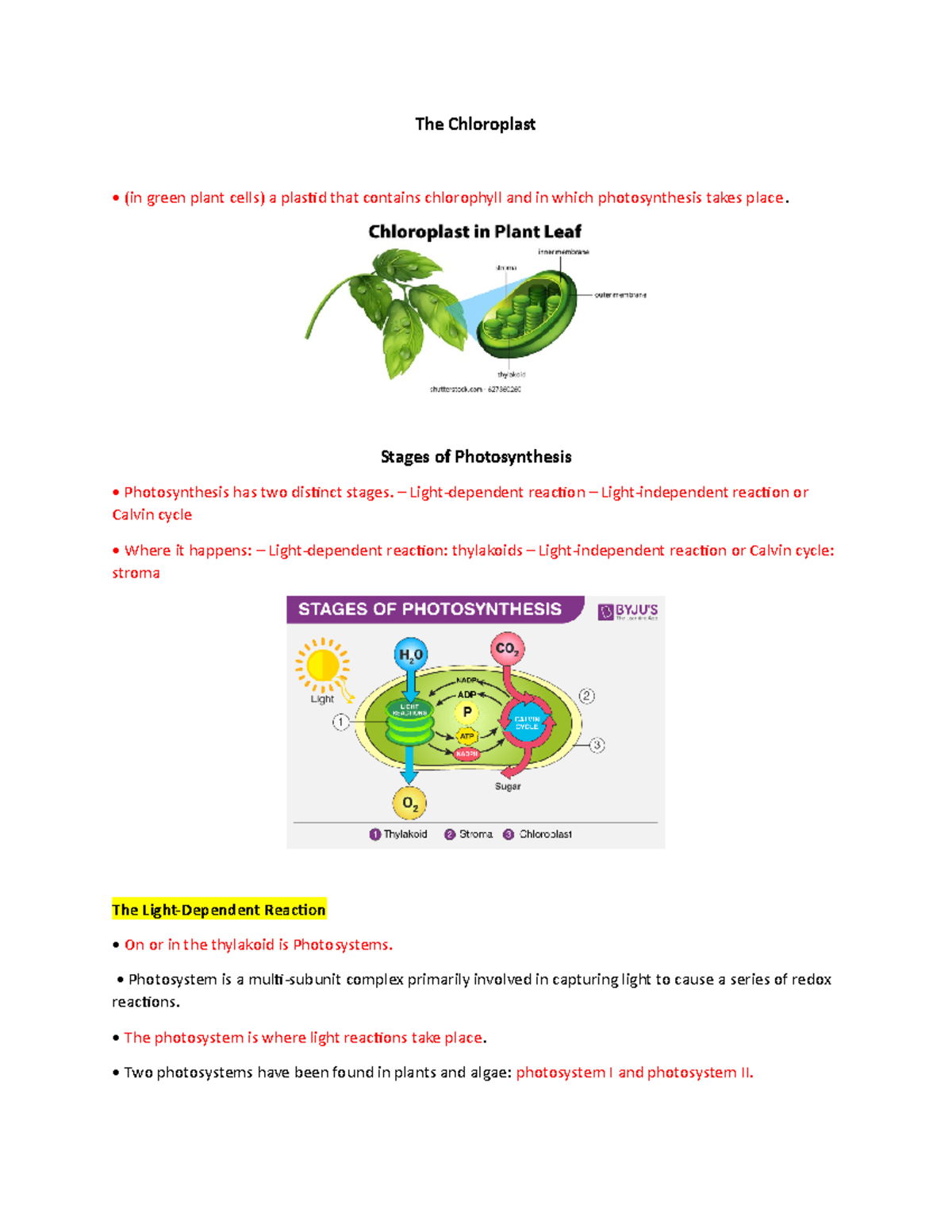Stages OF Photosynthesis - The Chloroplast (in green plant cells) a ...
