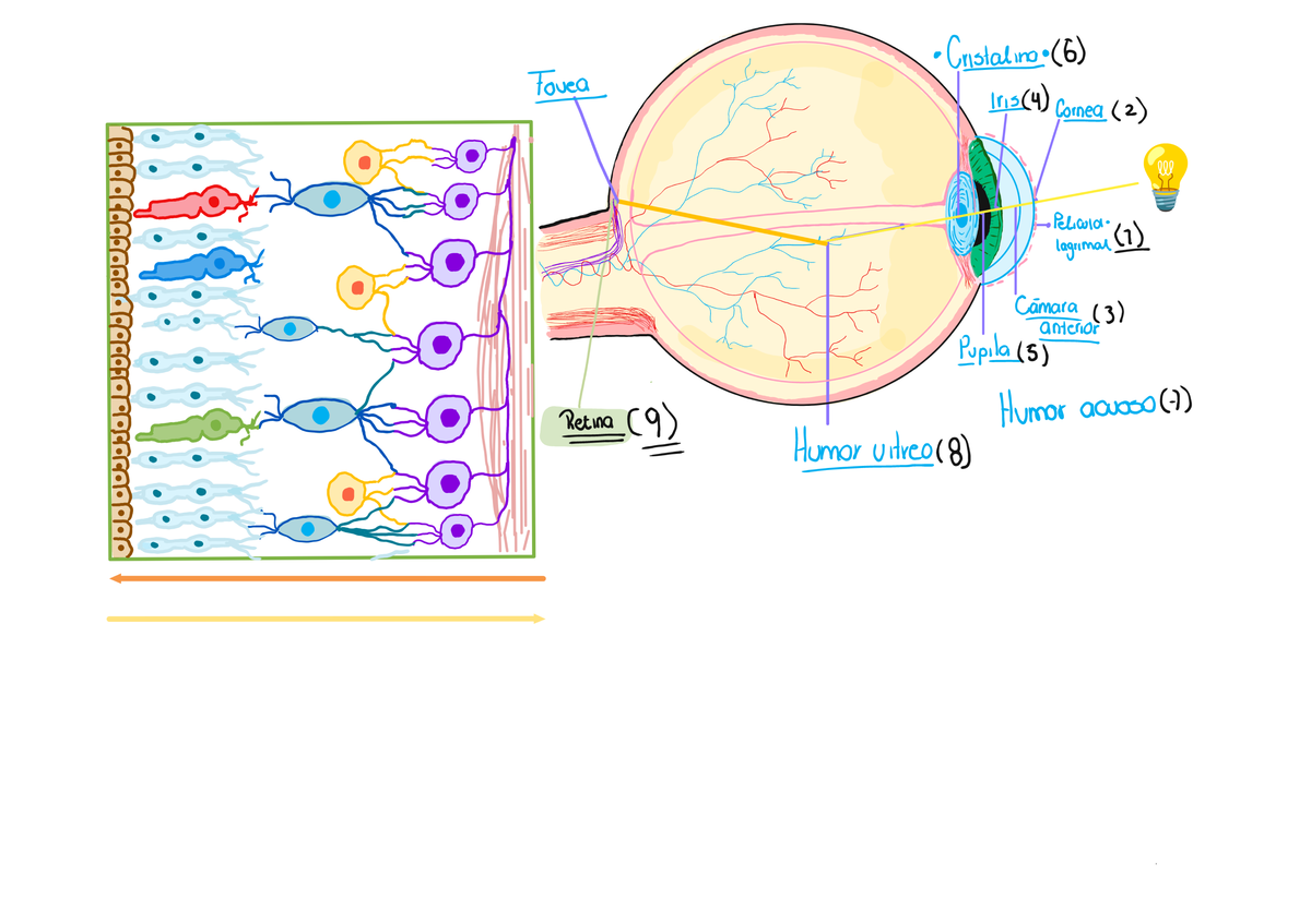 Ki - Dibujo ilustrativo de la retina y el procesos fisiologico de la ...