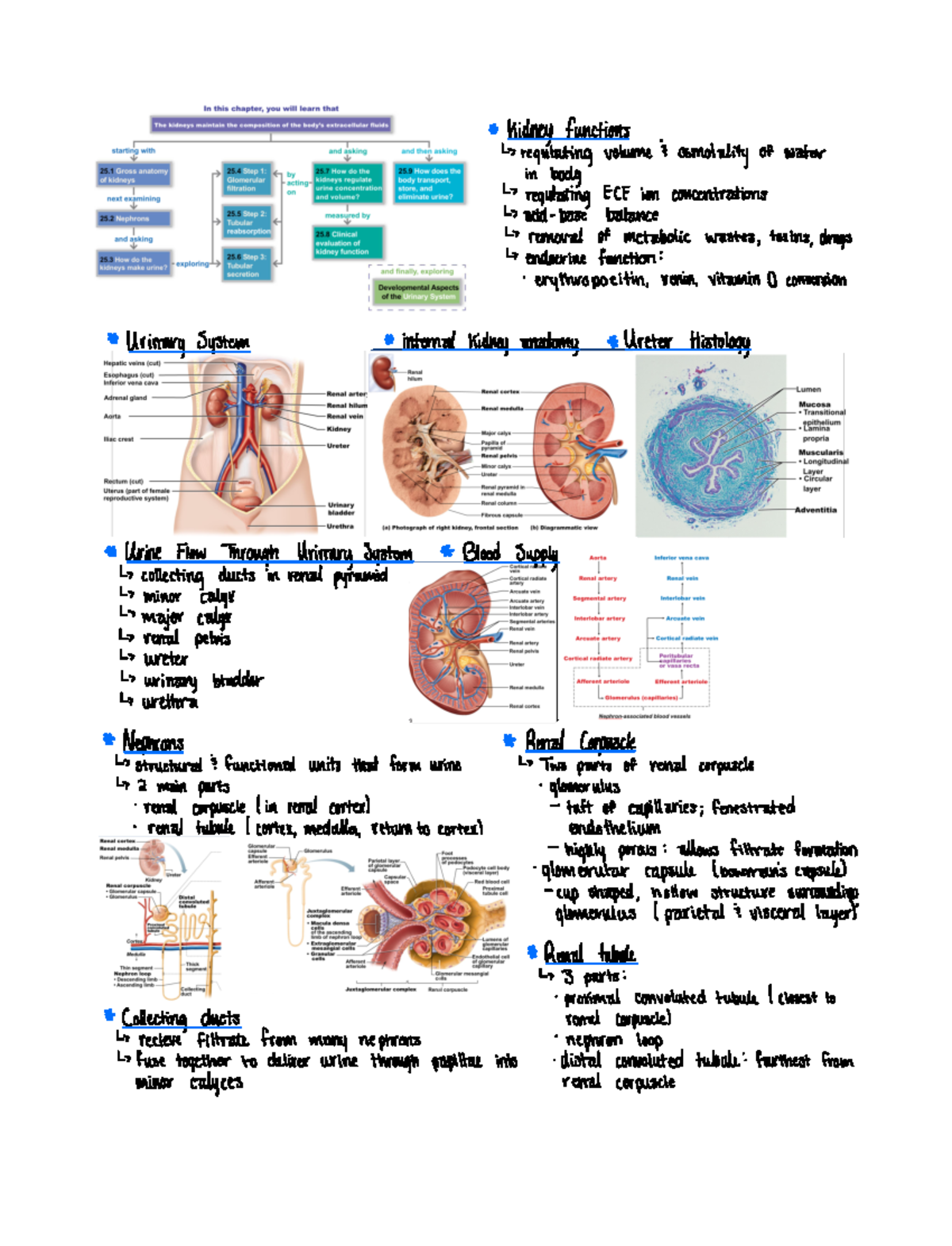 Chapter 25 the urinary system - Bio 216 - Studocu