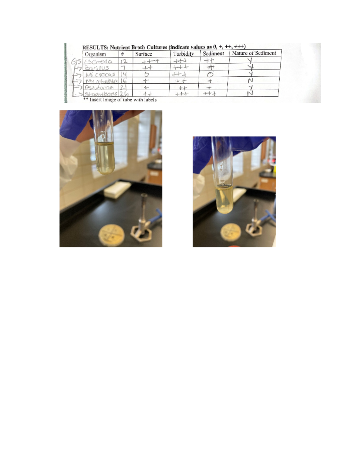 Cultural characteristic table and image - BIO 2450 - RESULTS: Nutrient ...