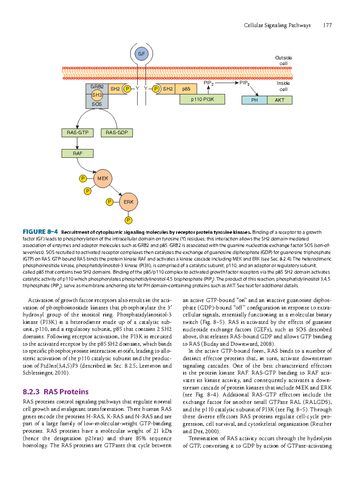 7 Cell Survival Signaling Pathways Growth Factors Metastatic Stem Cells