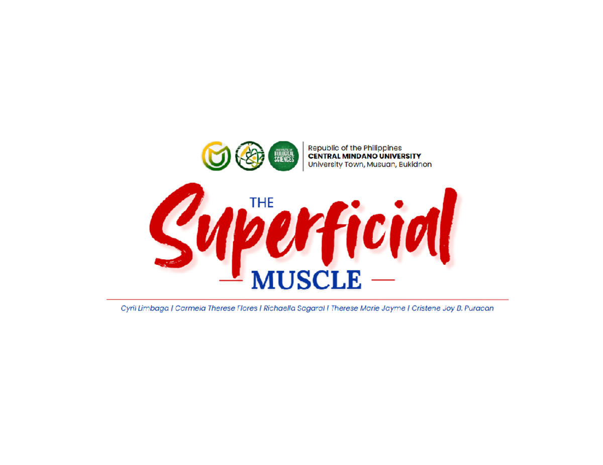 Superficial Muscles Group 4 BIO3Bx - Superficial Muscle (Anterior ...