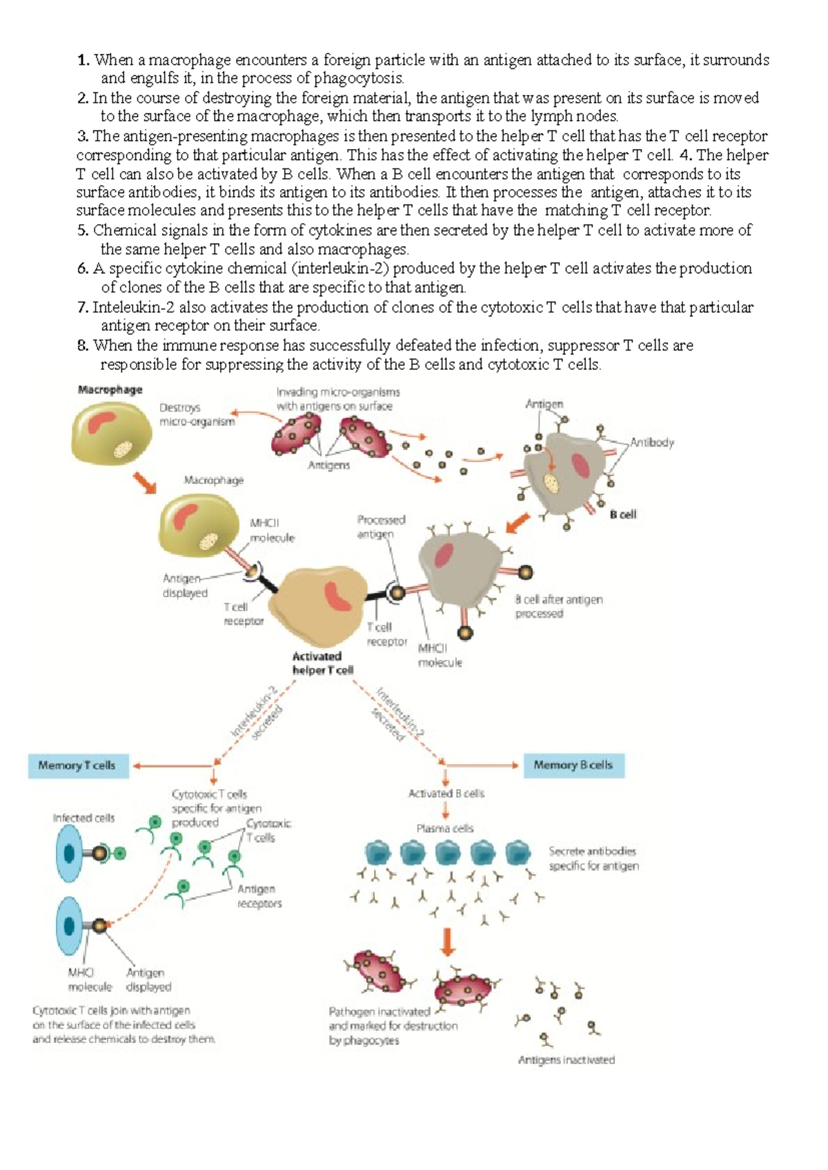 Interaction of B and T cells - When a macrophage encounters a foreign ...