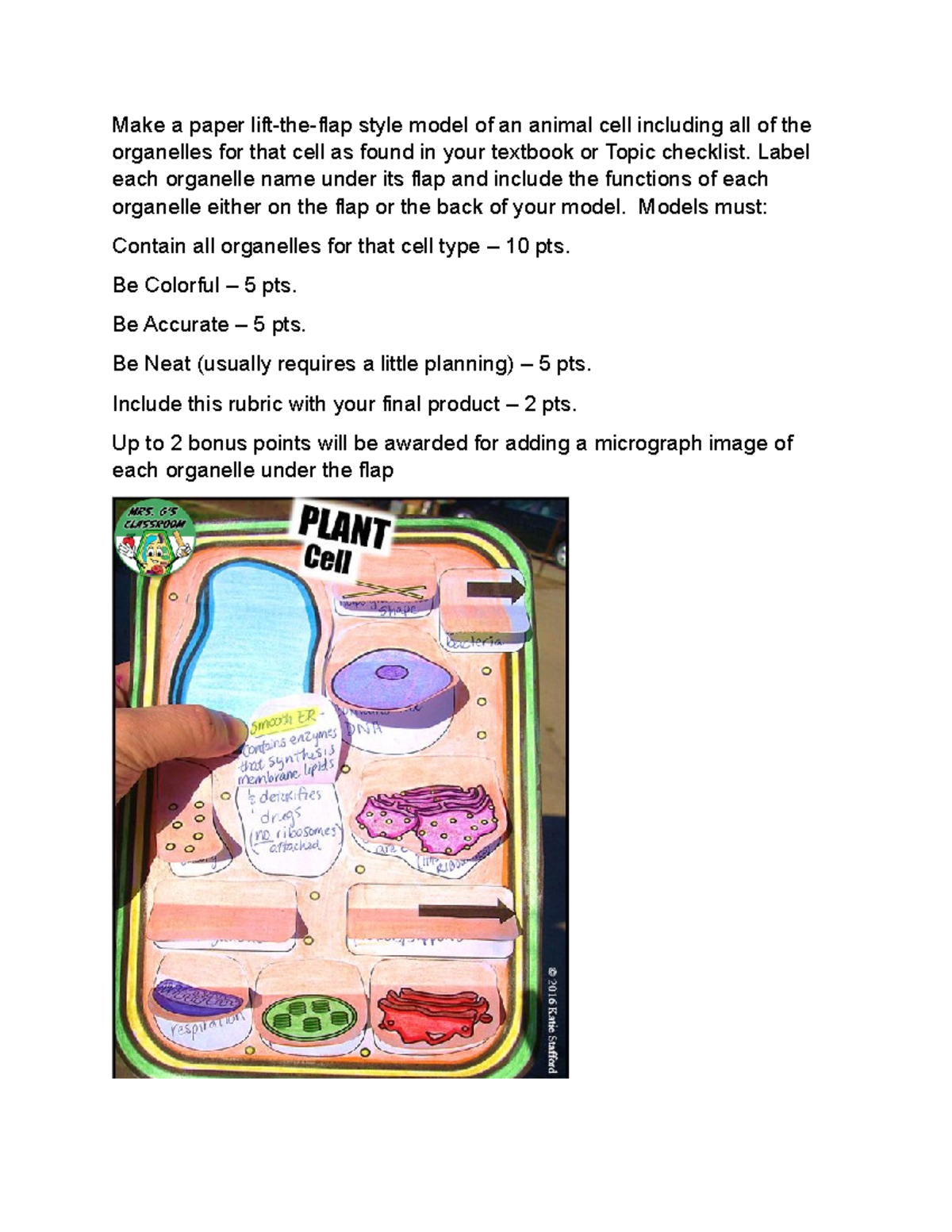 Animal Cell 10 Organelles
