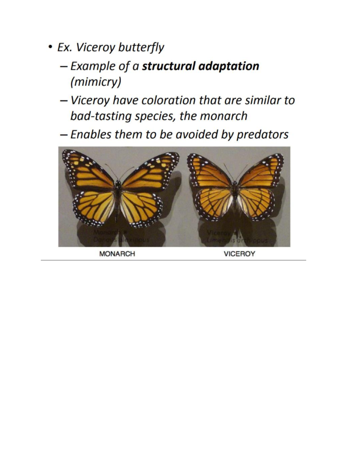 Viceroy Butterfly Note - BI 111 - Studocu