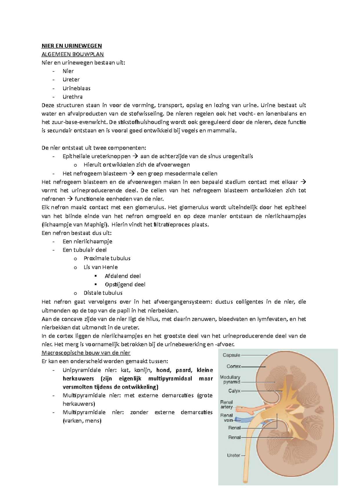 Histologie - Nier en Urinewegen - NIER EN URINEWEGEN ALGEMEEN BOUWPLAN ...