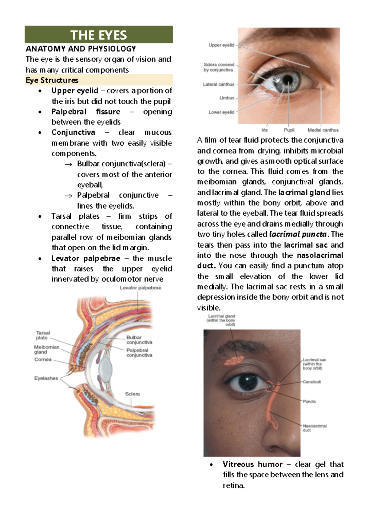 Health- Assessment- Lecture - THE EYES ANATOMY AND PHYSIOLOGY The eye ...