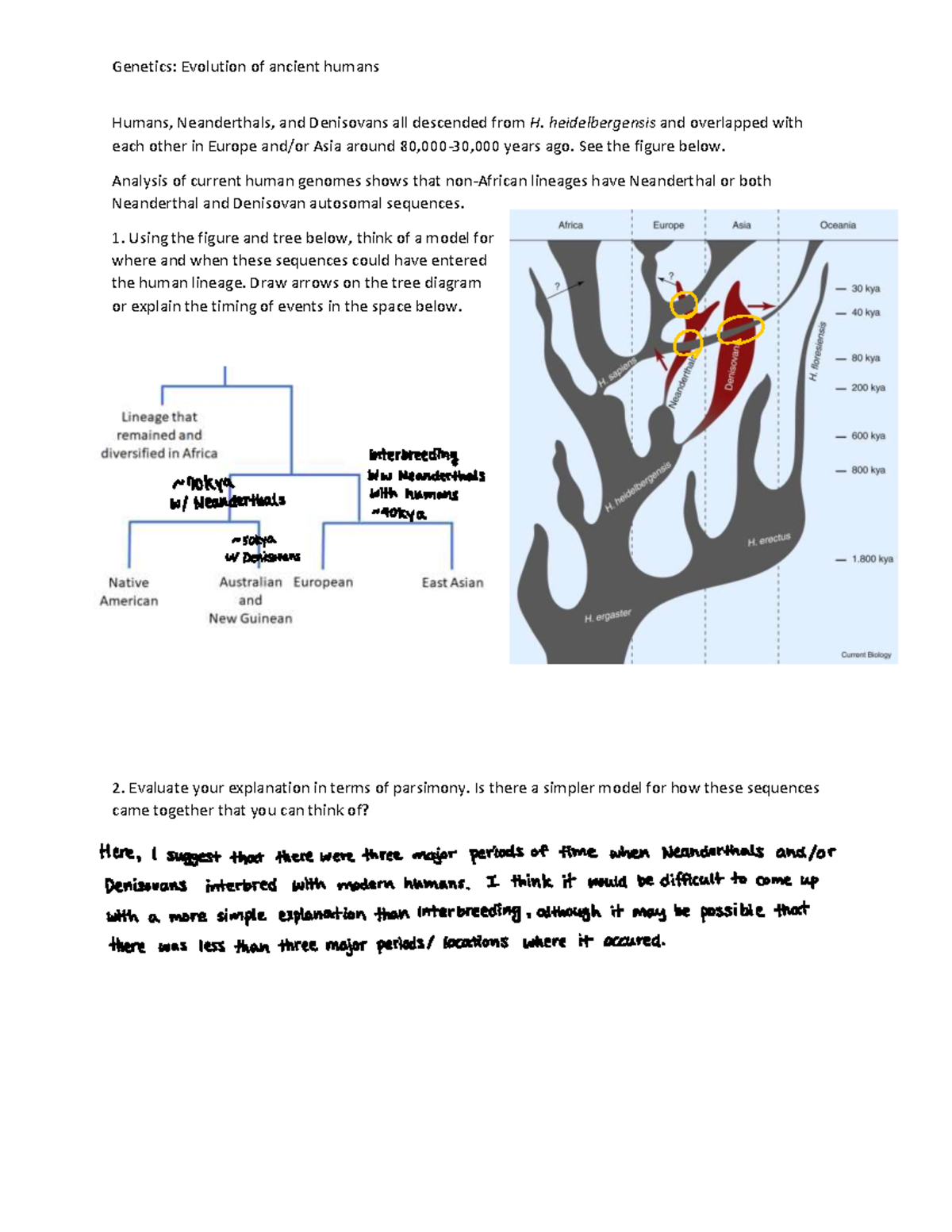 19 Human Neanderthal Denisovan worksheet Blank - Genetics: Evolution of ...